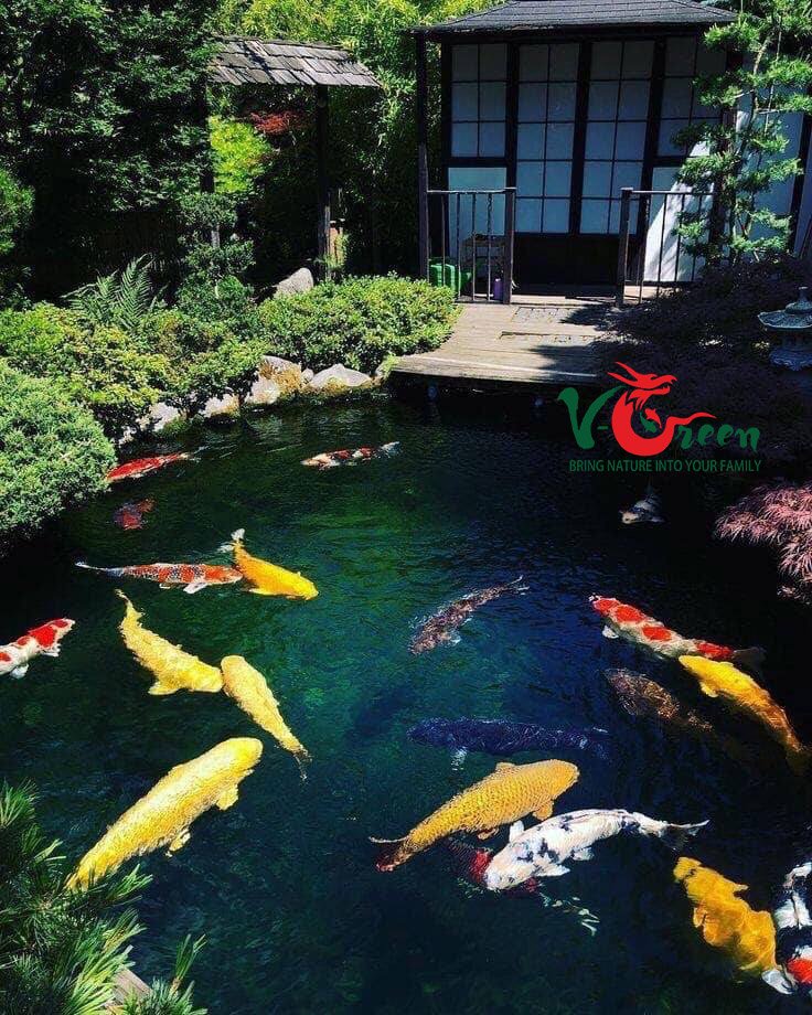 Thi Công Hồ Cá Koi TPHCM Uy Tín, Chuyên Nghiệp